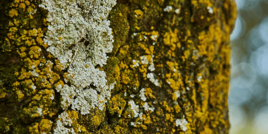 How to Remove Lichen from Trees - A1 Tree Service